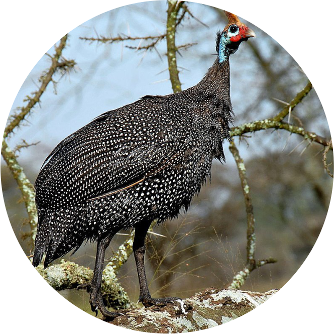 Hunting Information | Thandeka Safaris